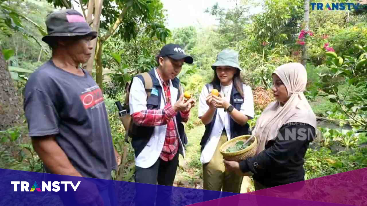 Benarkah Sawo Kuning Punya Banyak Faedah Untuk Kesehatan? - Trans TV