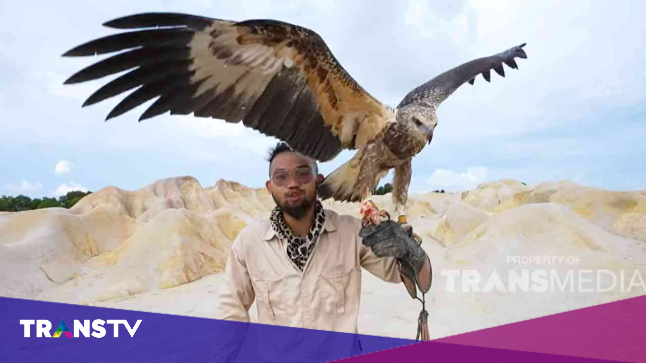 Elang Laut Dada Putih Sang Predator Angkasa - Trans TV