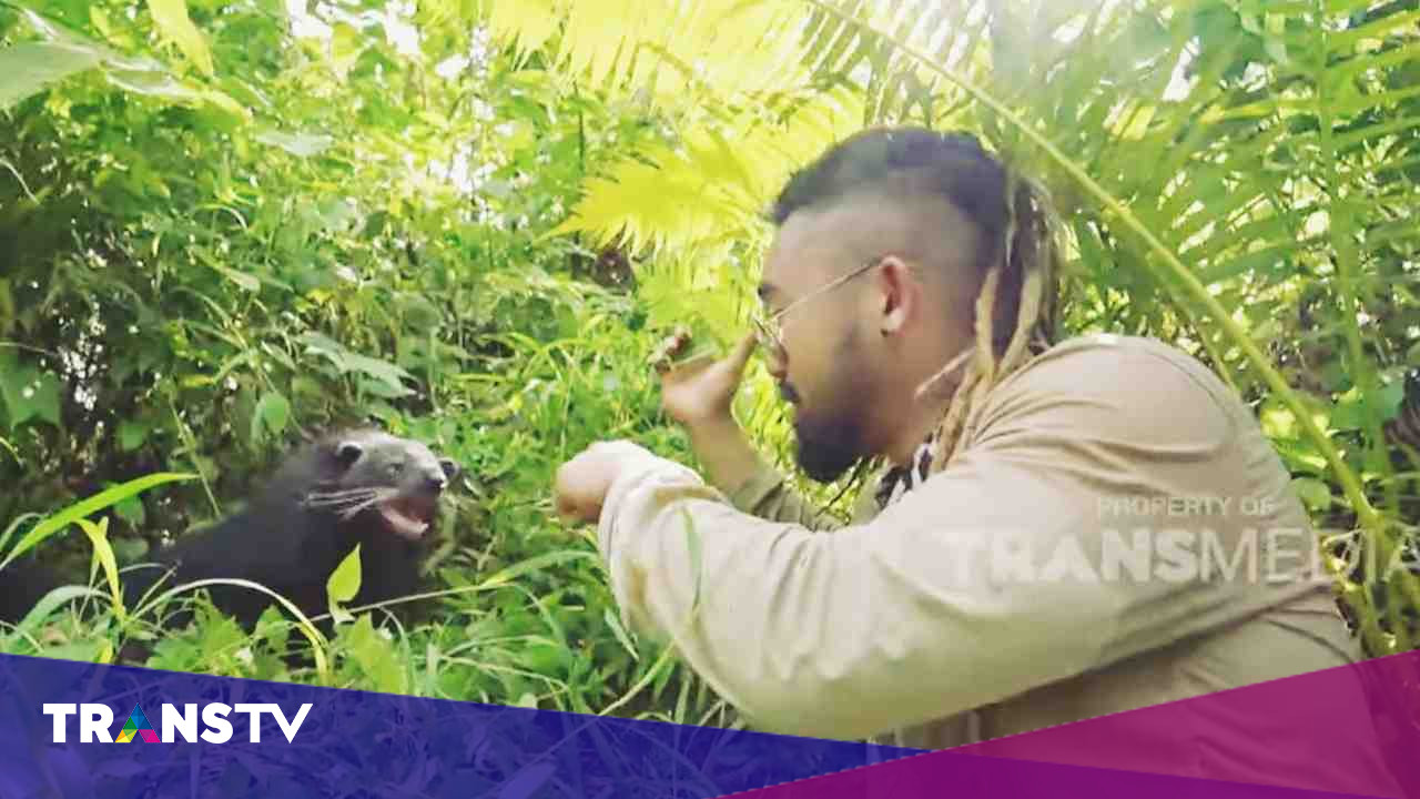 Binturong Asal Sumatera Ini Unik Banget, Ya! - Trans TV