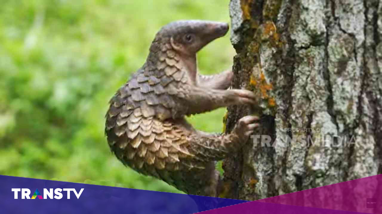 Cantiknya Trenggiling Dengan Sisik Sisik Mirip Buah Salak - Trans TV