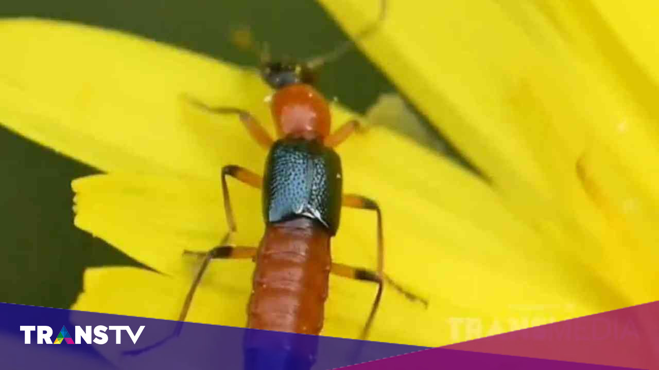 Waspada Gigitan Tomcat! Kenali Gejala Dan Cara Mengatasinya - Trans TV