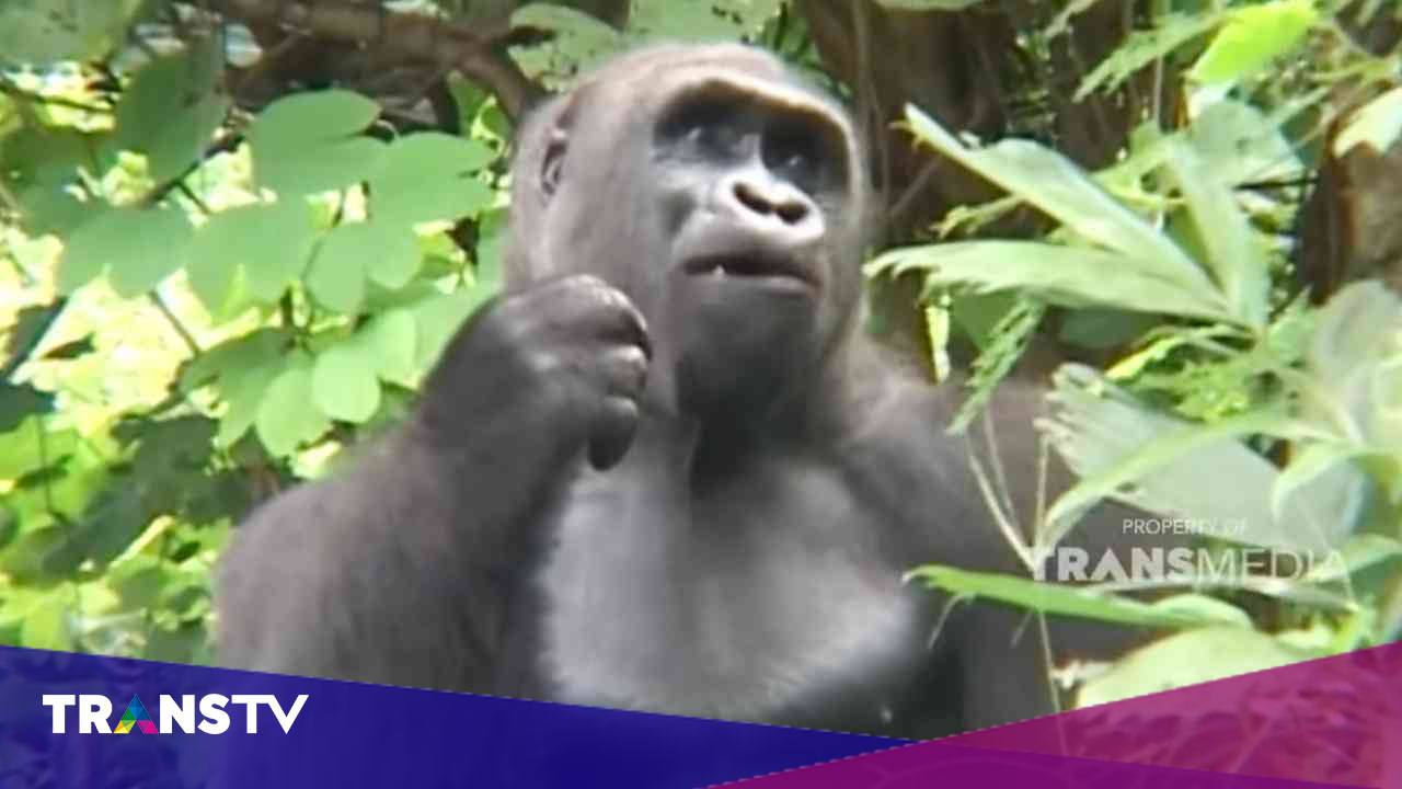 SISI LAIN: Pusat Primata Schmutzer, Surganya Pecinta Primata - Trans TV